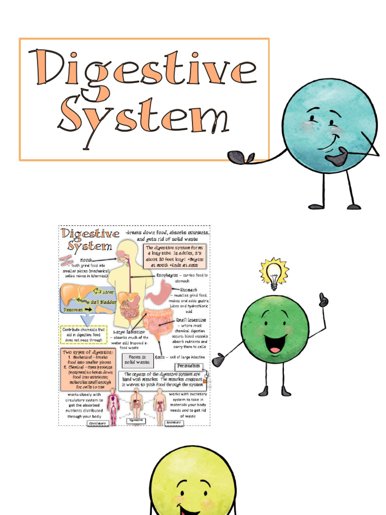 09 - Digestive System Doodle Notes - Power Point | PDF