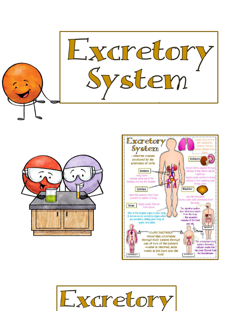10 - Excretory Urinary System Doodle Notes - Power Point | PDF | Young ...