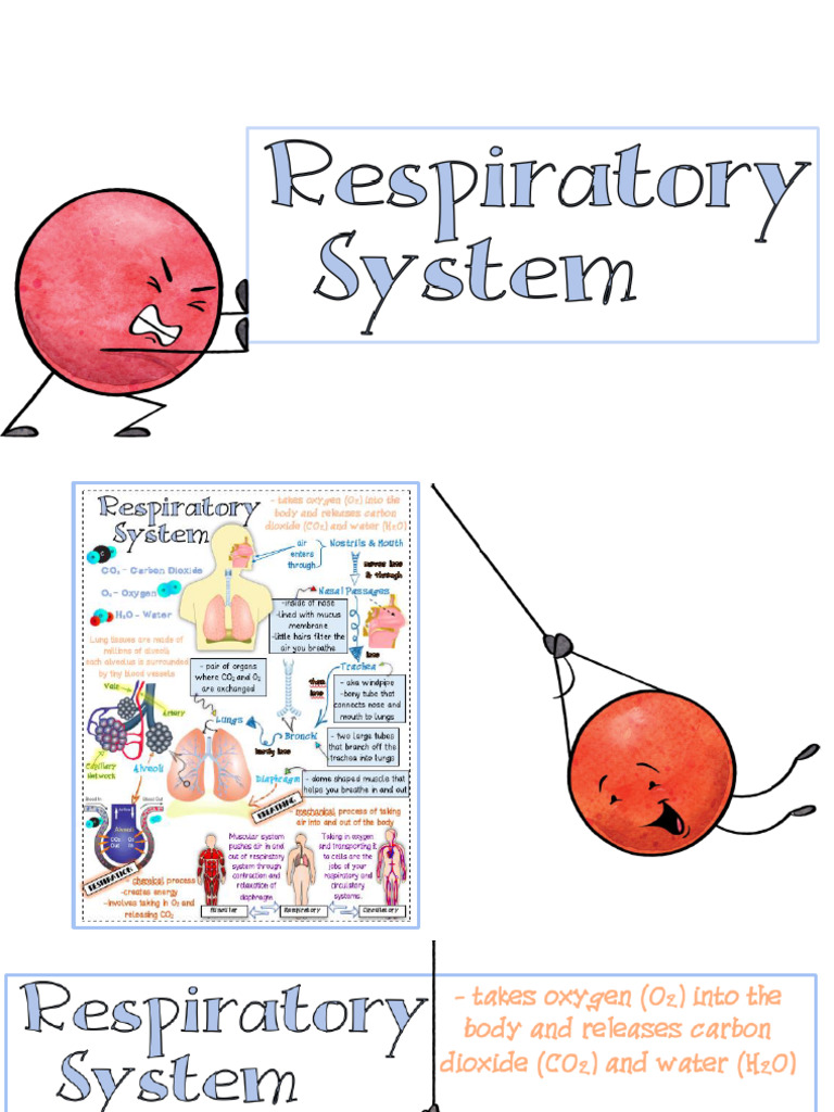 12 - Respiratory System Doodle Notes - Powerpoint | PDF
