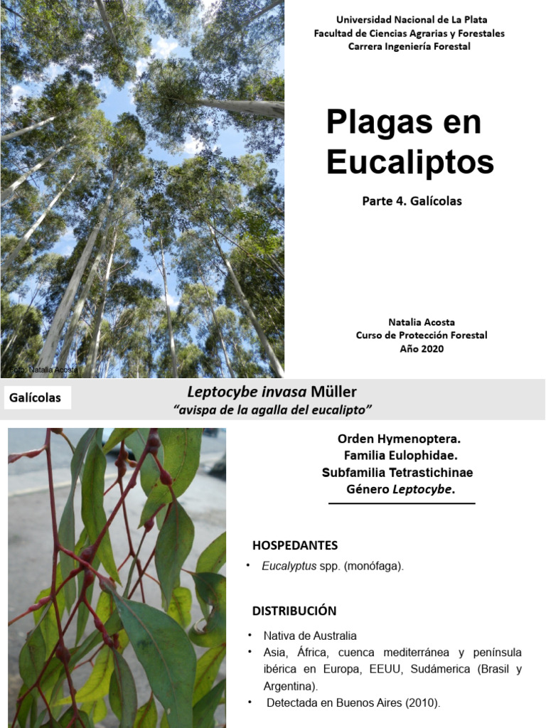2020 05 15 - Plagas en Eucaliptos - Parte 4 - Galícolas | PDF | Eucalipto | Plantas