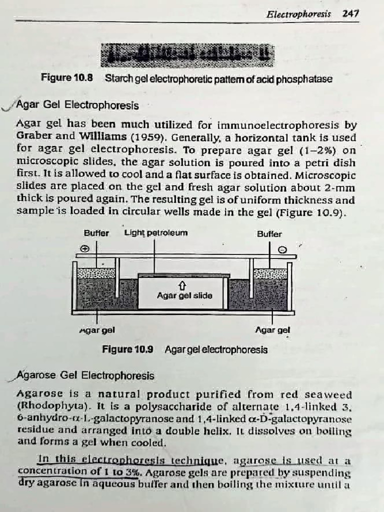 electrophoresis | PDF | Gel Electrophoresis | Agarose Gel Electrophoresis