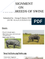 Classifying Swine Breeds for Production | PDF | Pig | Livestock