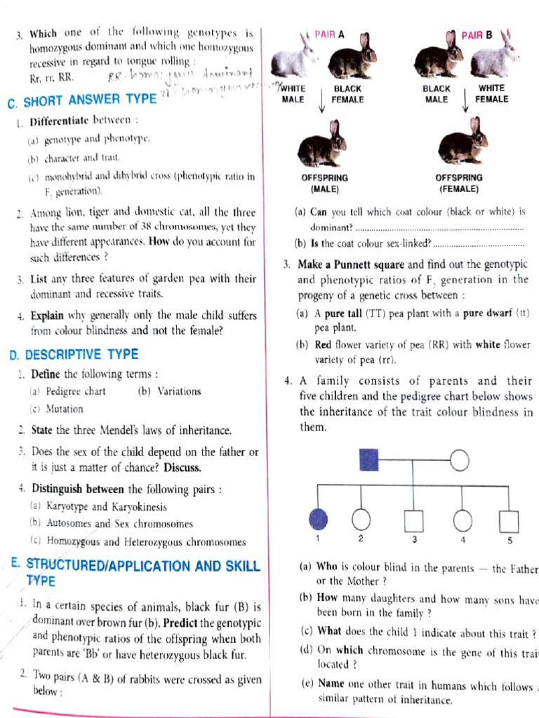 Genetics Descriptive Type | PDF | Dominance (Genetics) | Genotype