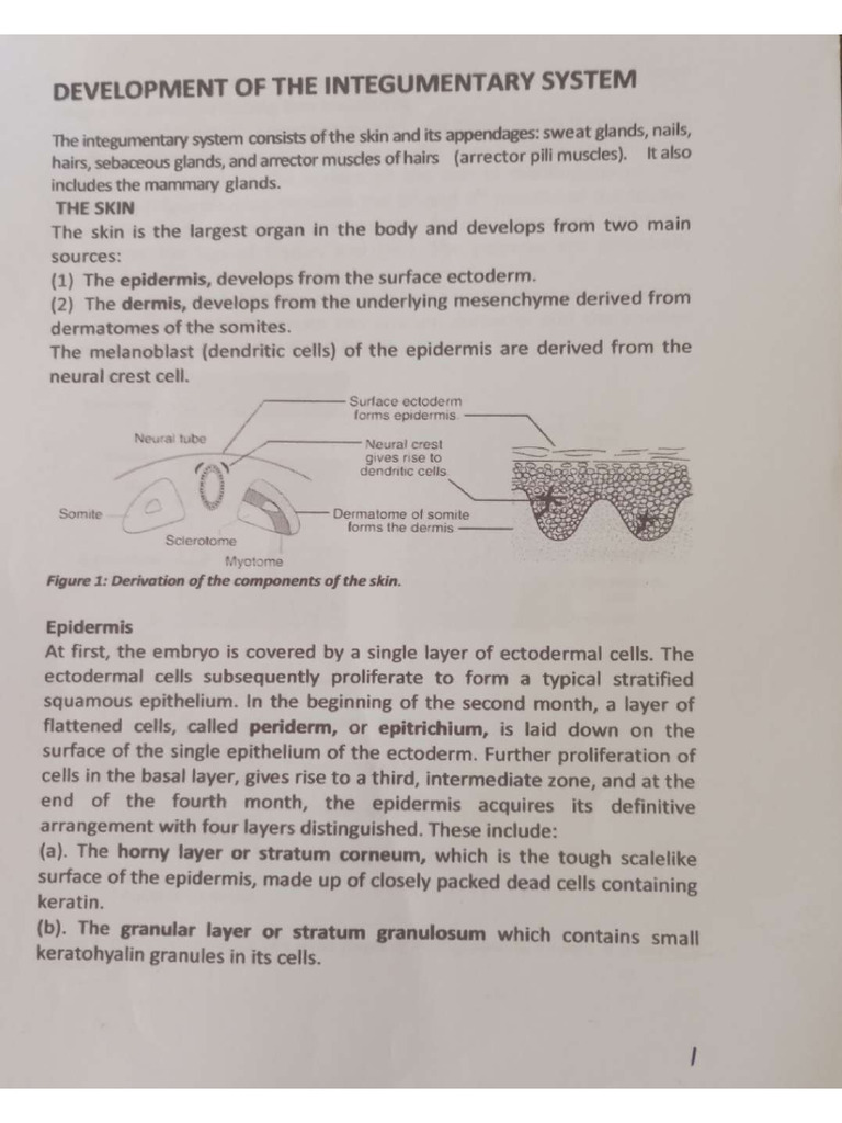 Development of the Integumentary System_compressed | PDF