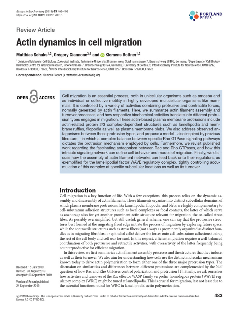 Actin Dynamics in Cell Migration | PDF | Cell Migration | Actin