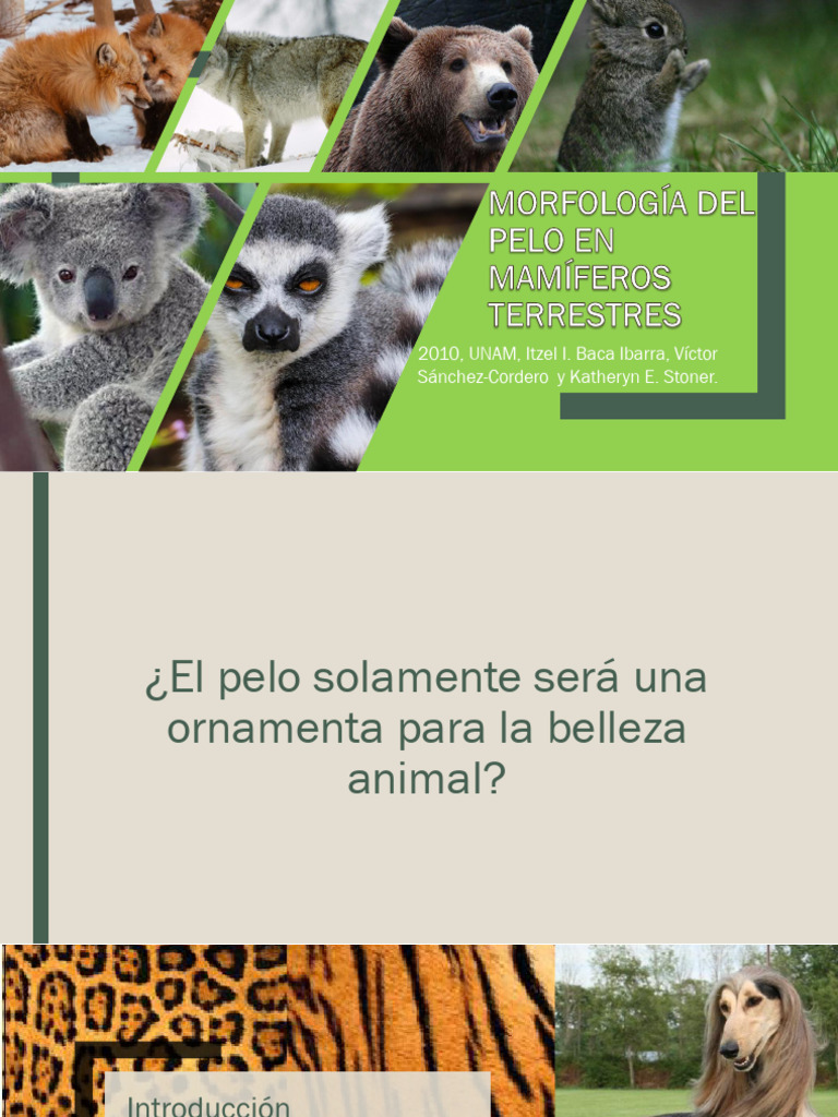 Morfología del Pelo en Mamíferos | PDF | Pelo | Mamíferos