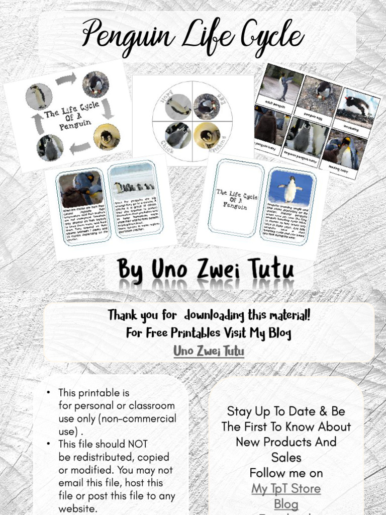 Penguin Life Cycle Explained | PDF | Penguin | Birds
