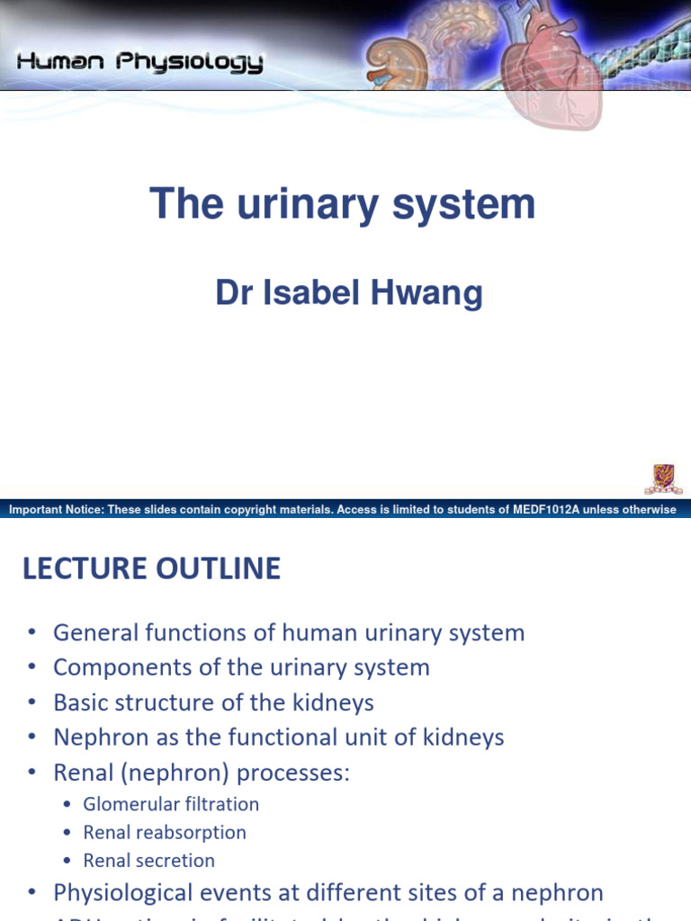 The Urinary System - MEDF1021A | PDF | Kidney | Urinary System