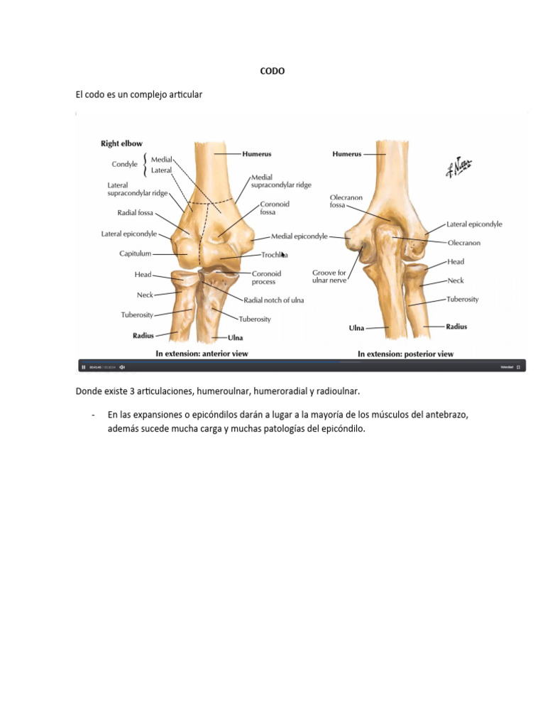 CODO | Descargar gratis PDF | Codo | Articulación
