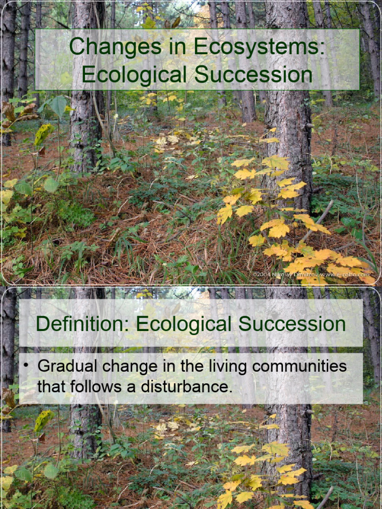 Lesson 4A Ecological Succession | Download Free PDF | Soil | Earth Sciences