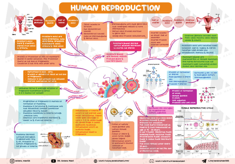 Human Reproduction Overview | PDF | Menstrual Cycle | Testicle