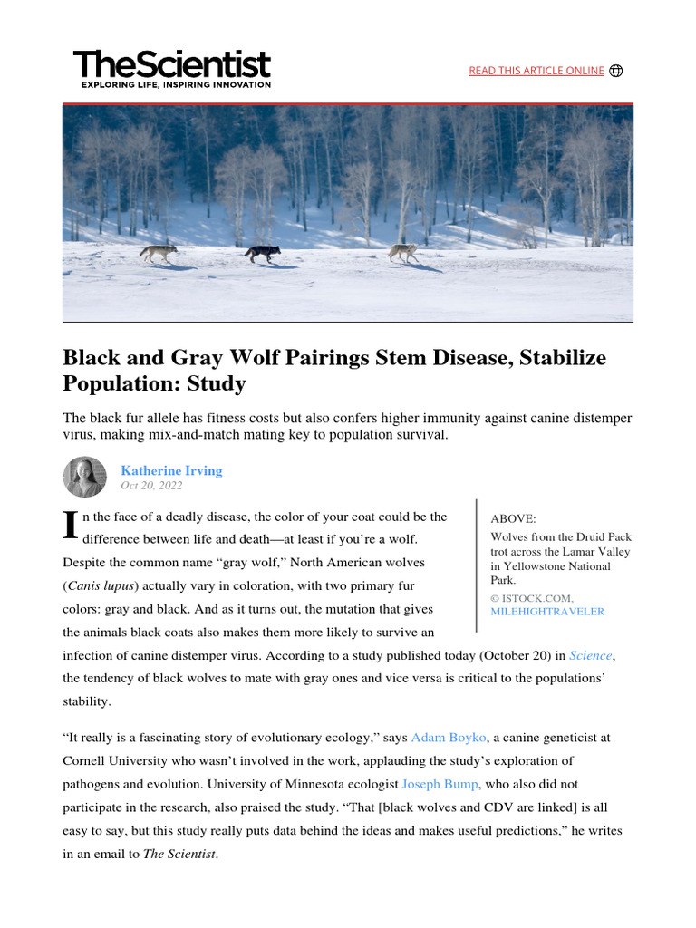 Black and Gray Wolf Pairings Stem Disease, Stabilize Population- Study ...