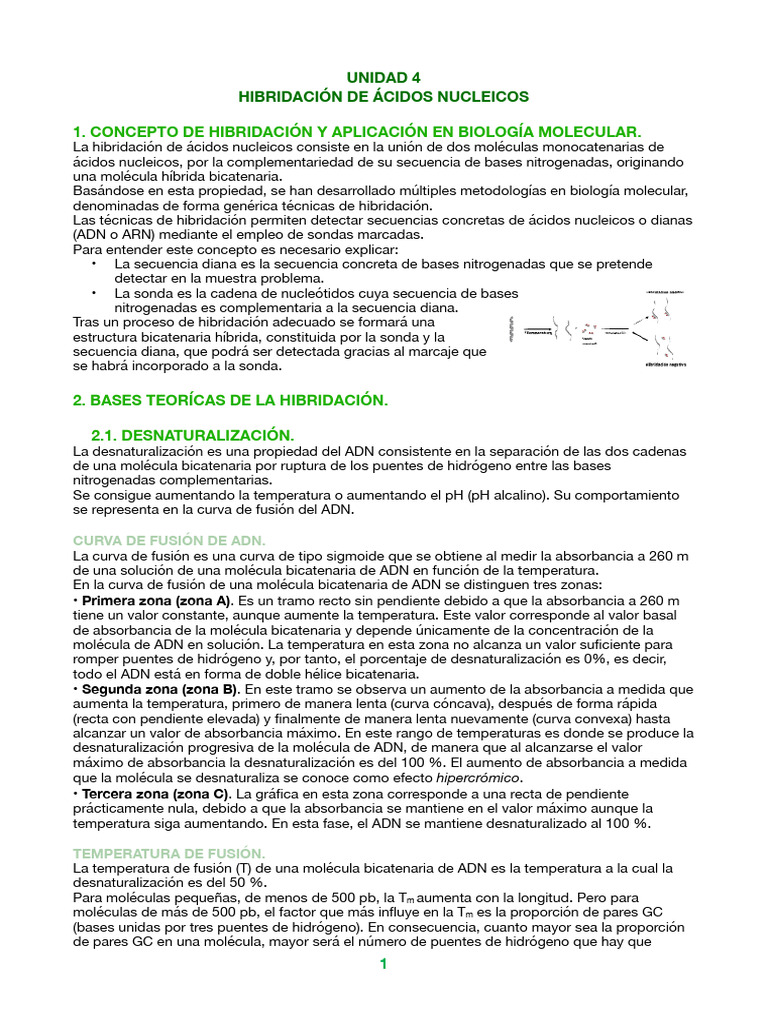 U.4. HIBRIDACIÓN | Descargar gratis PDF | Hibridación de ácido nucleico | Adn