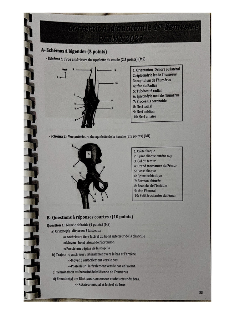 Schéma 1 Vue Antérieure Du Squelette Du Coude (2,5 Points) (MS) | PDF