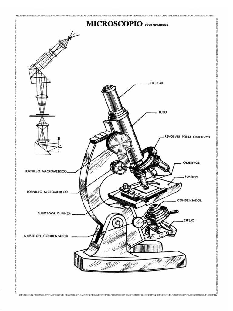 Microscopio Con Nombres | PDF
