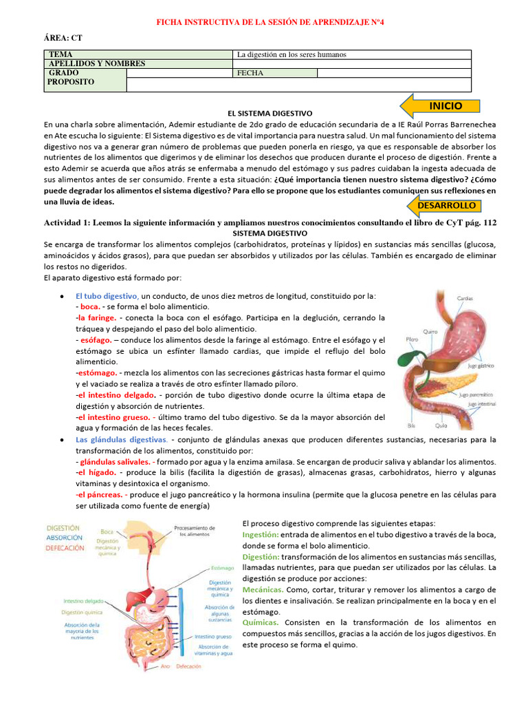 Ficha de Aprendizaje Digestion Final | PDF | Digestión | Sistema ...