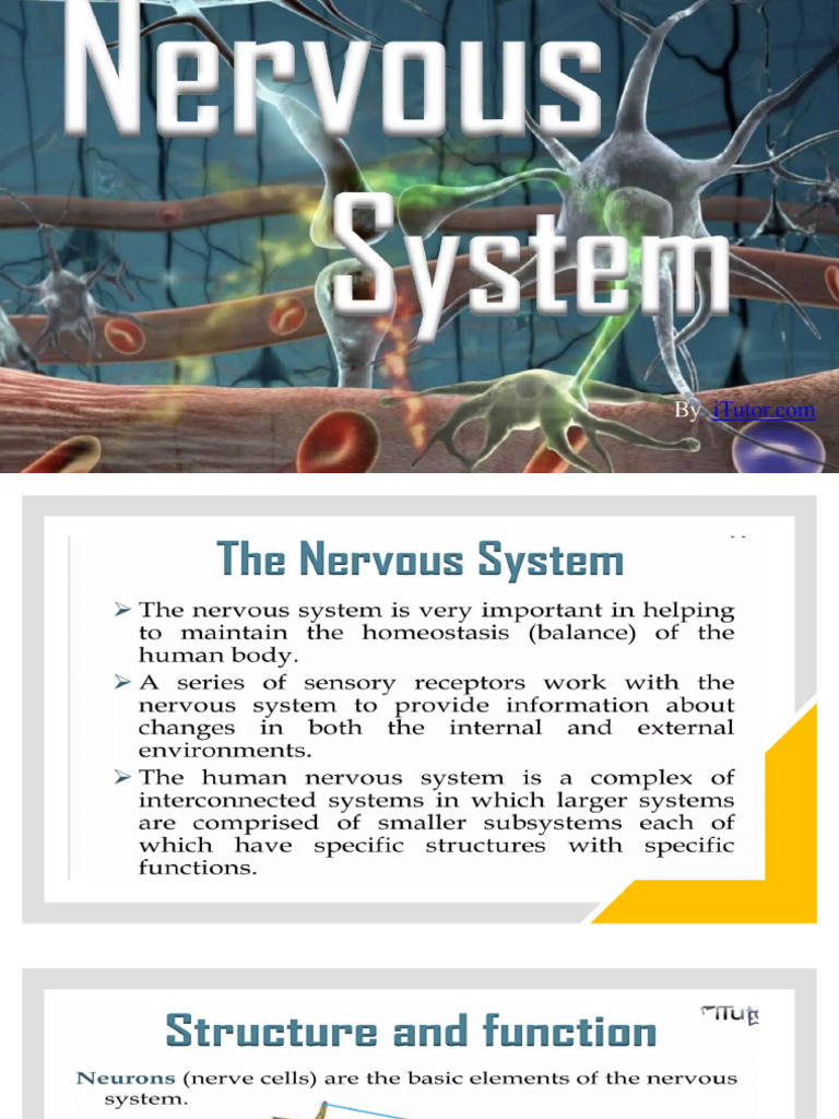 Nervous System | PDF