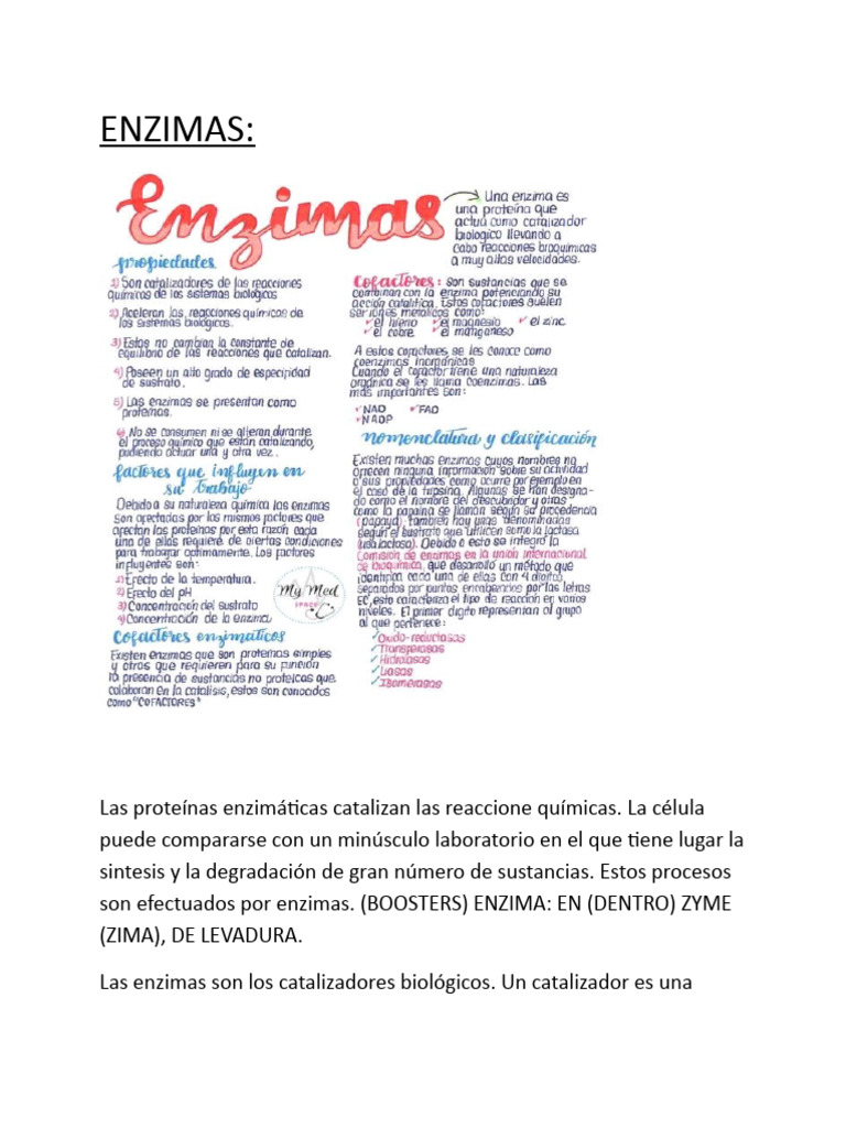 ENZIMA | PDF | Enzima | Cofactor (Bioquímica)