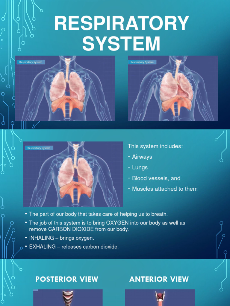 5. Respiratory System | PDF