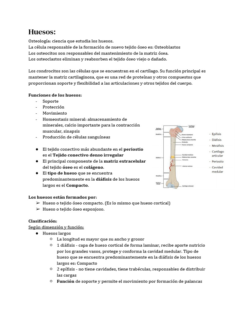 Guía de Osteología y Anatomía del MS | PDF | Articulación | Hueso