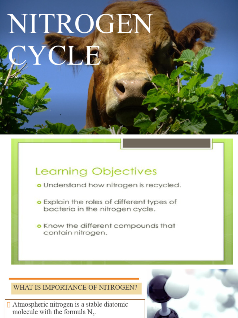 Nitrogen Cycle | PDF