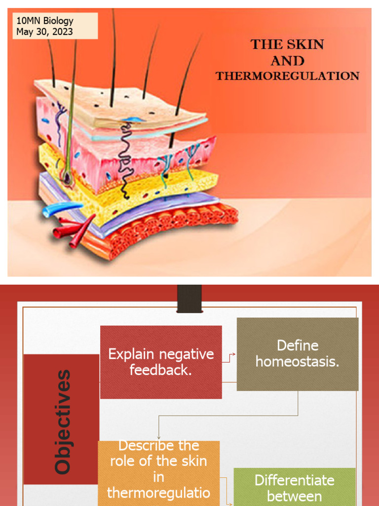 Homeostasis and Thermoregulation Explained | PDF