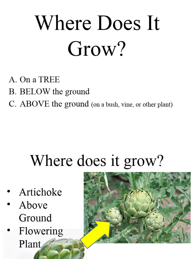 Where Does It Grow Power Point | PDF