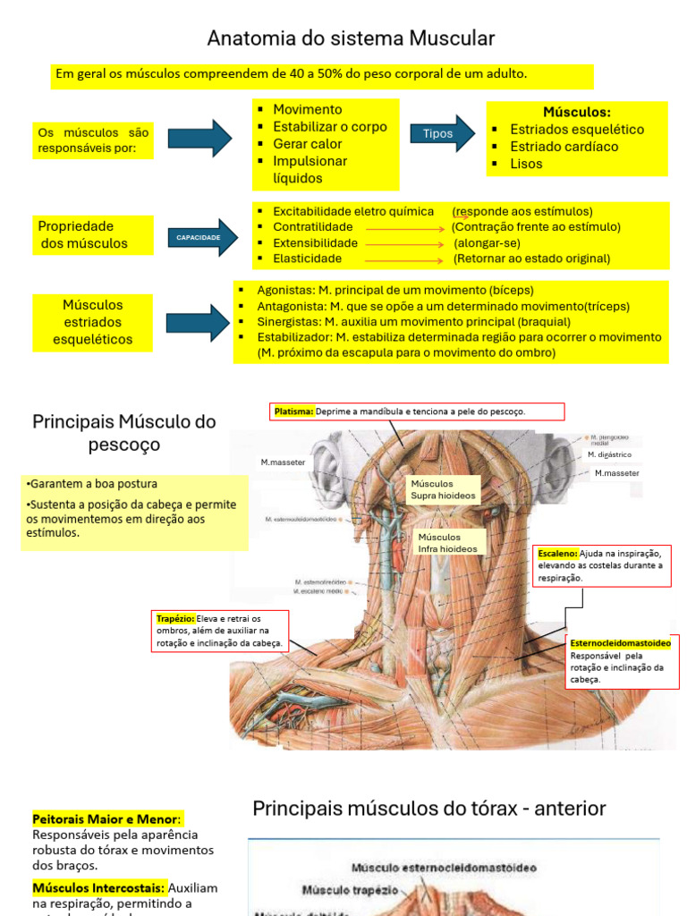 AULA 4 SISTEMA MÚSCULAR NOVA VERSÃO stema | PDF | Sistema Locomotor ...