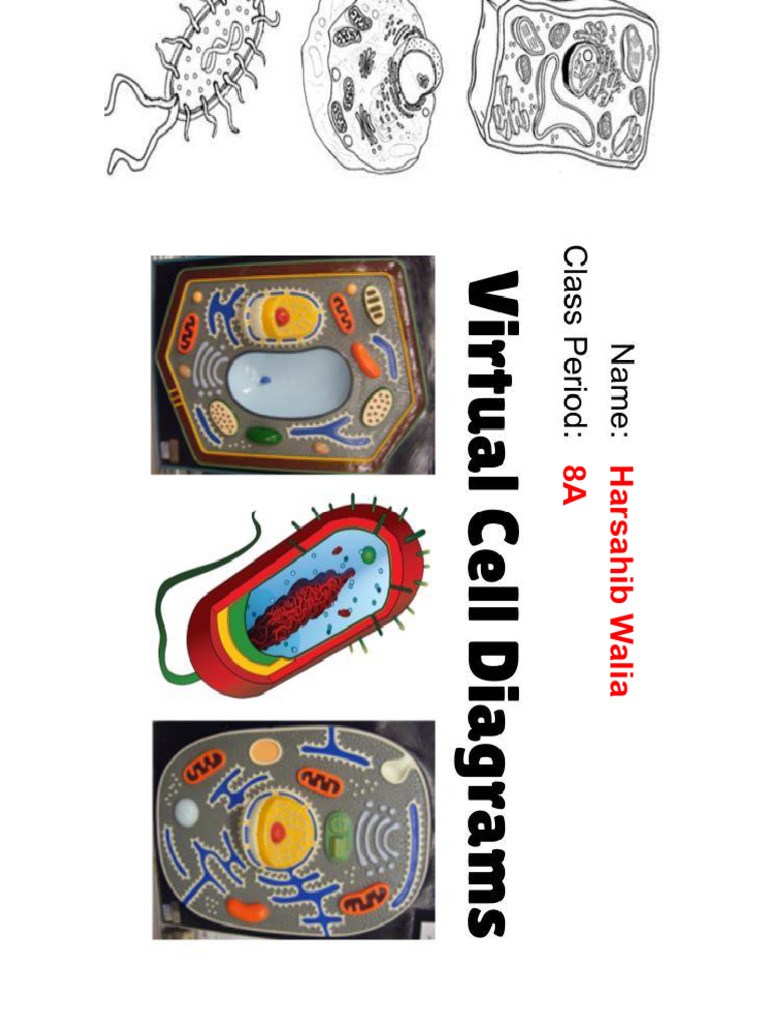 Virtual Cell Diagram Activity | PDF