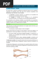 Anatomía del Húmero y sus Partes | PDF | Hombro | Sistema ...