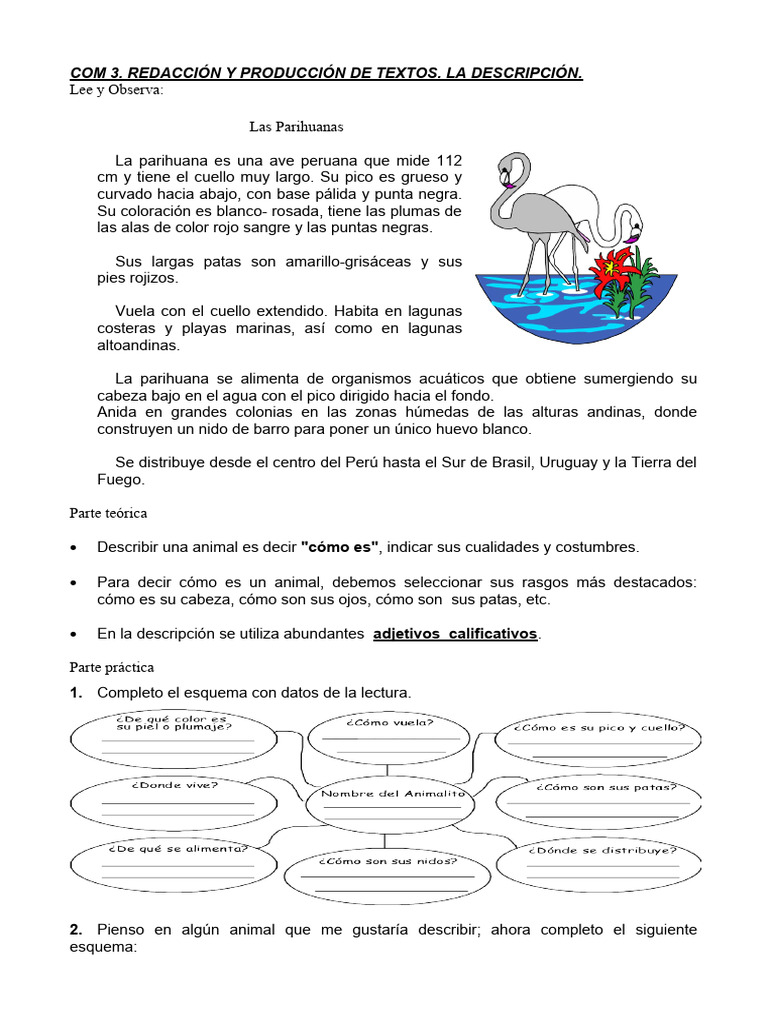 Descripción de la Parihuana | PDF | Zoología | Aves holarctic