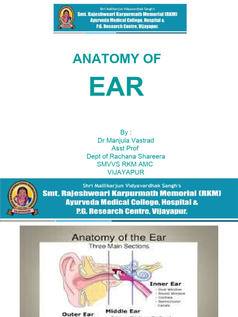 Anatomy of Ear | PDF | Ear | Neurology