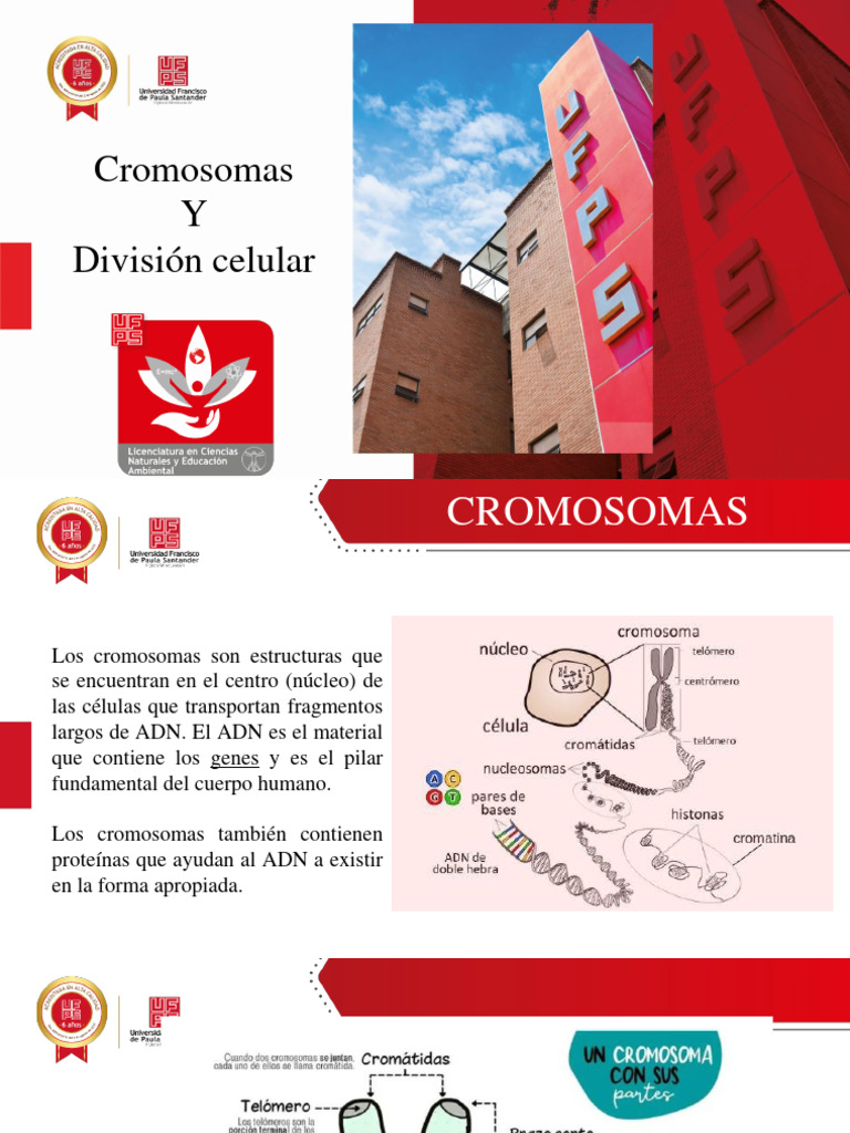 Cromosomas y Ciclo Celular Explicado | PDF | Mitosis | Mitosis