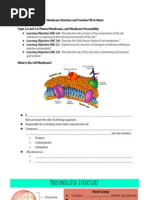 Cell Membrane Structure And Function Worksheet Pdf