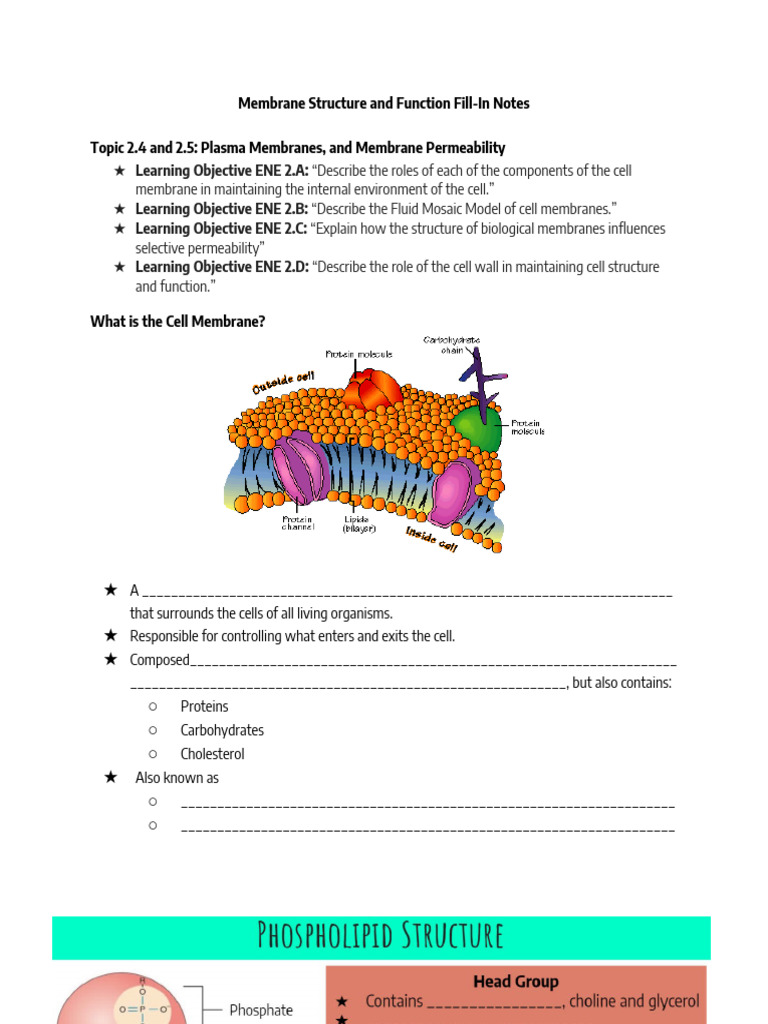 Membrane Structure and Function Fill-In Notes | PDF | Cell Membrane ...