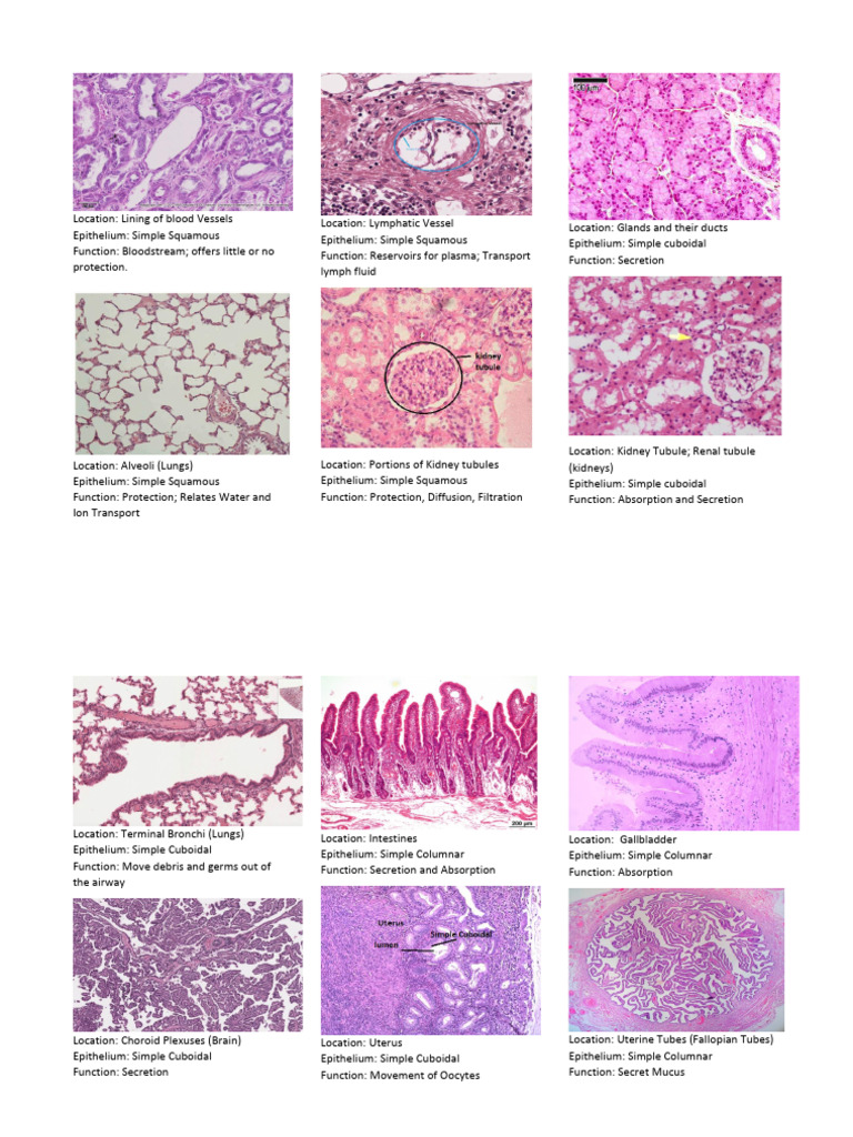 Epithelial-Tissues | PDF | Epithelium | Mucus