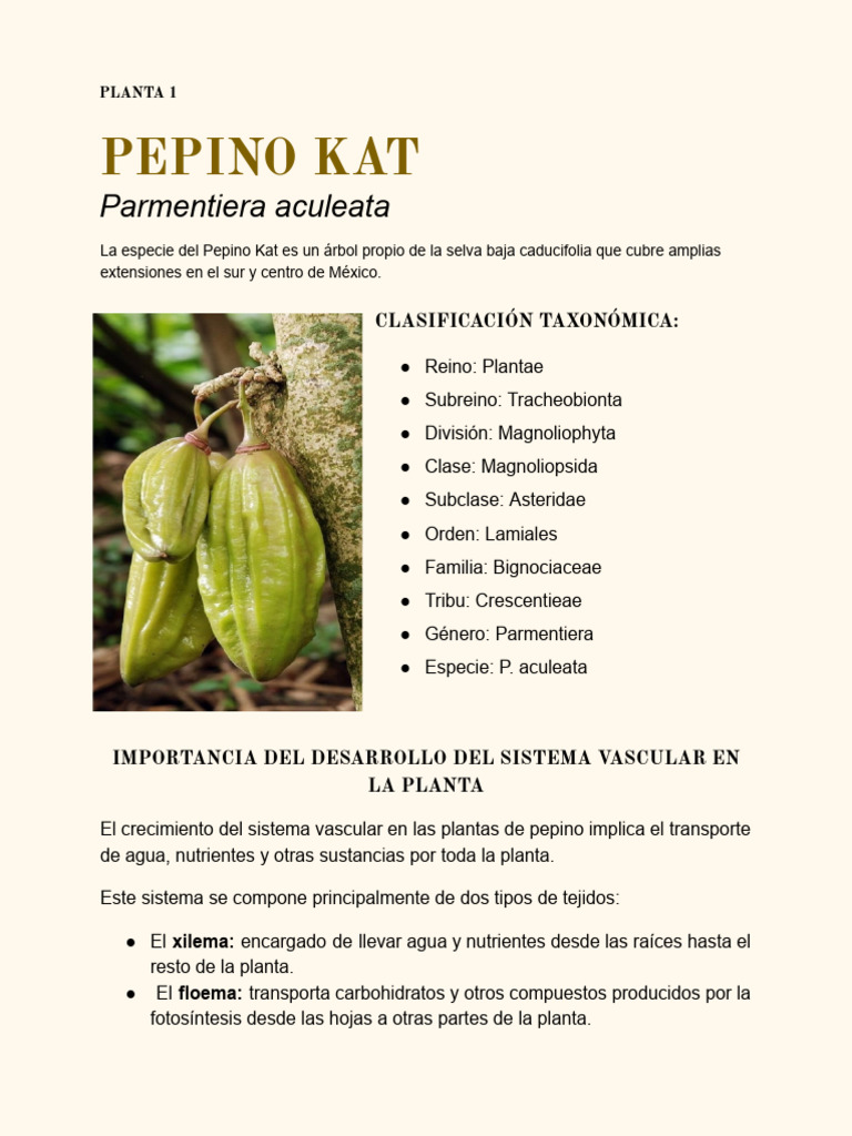 Beneficios y usos del pepino kat | PDF | Fertilizante | Plantas