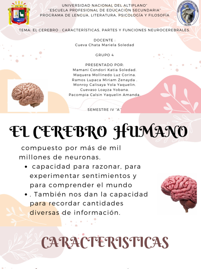 El Cerebro Humano Pdf Cerebro Hemisferio Cerebral