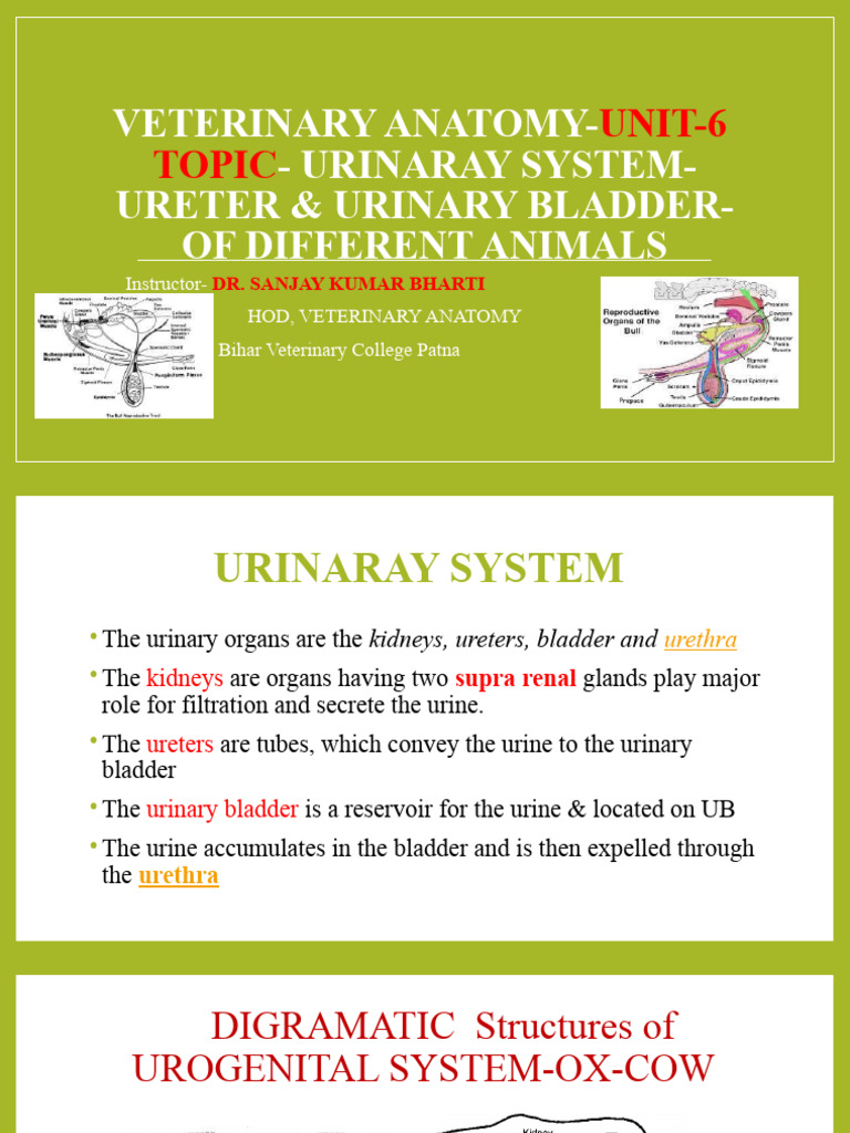 Ureter and Bladder Anatomy in Animals | PDF | Urinary System | Kidney