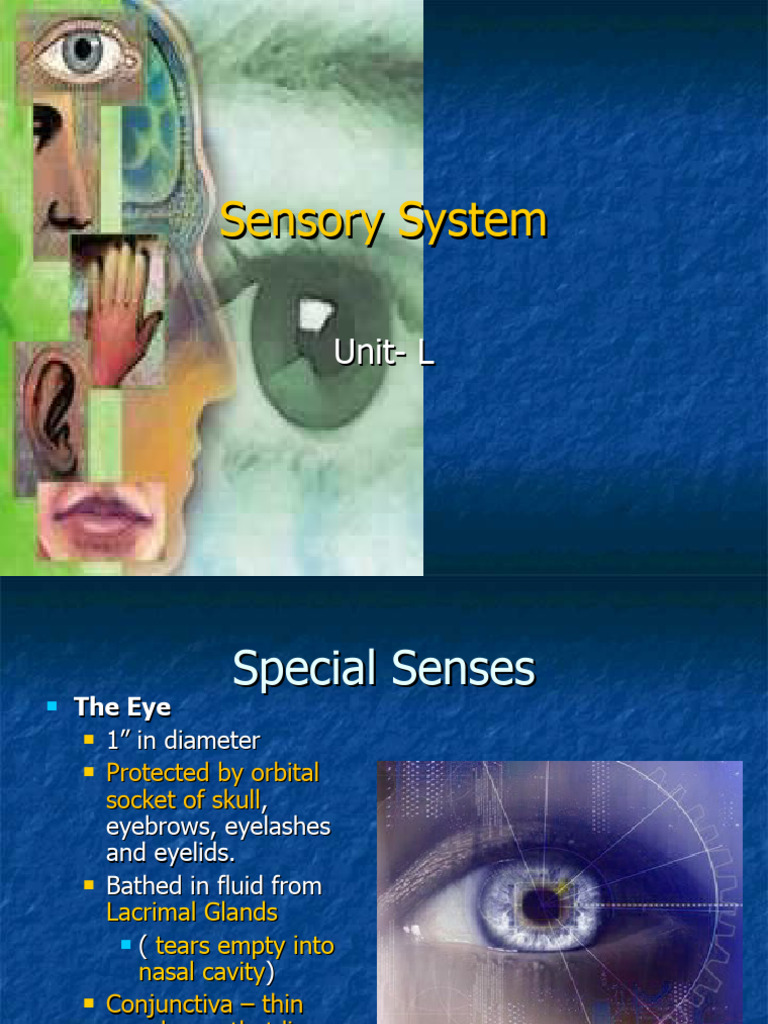 Sensory System Powerpoint - Use This One | PDF | Human Eye | Ear