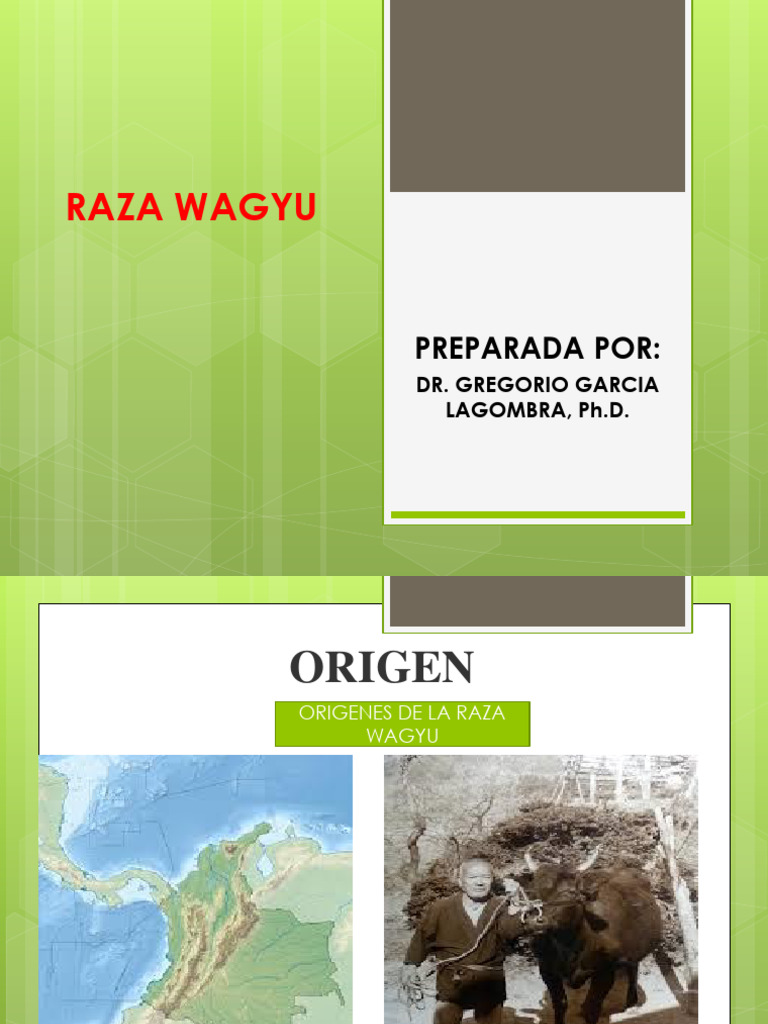 Origen y características de la raza Wagyu | PDF | Animales domesticados ...