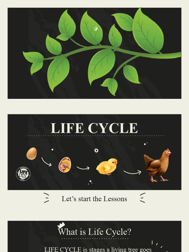 Microteaching Life Cycle Lesson | PDF | Lepidoptera | Butterfly