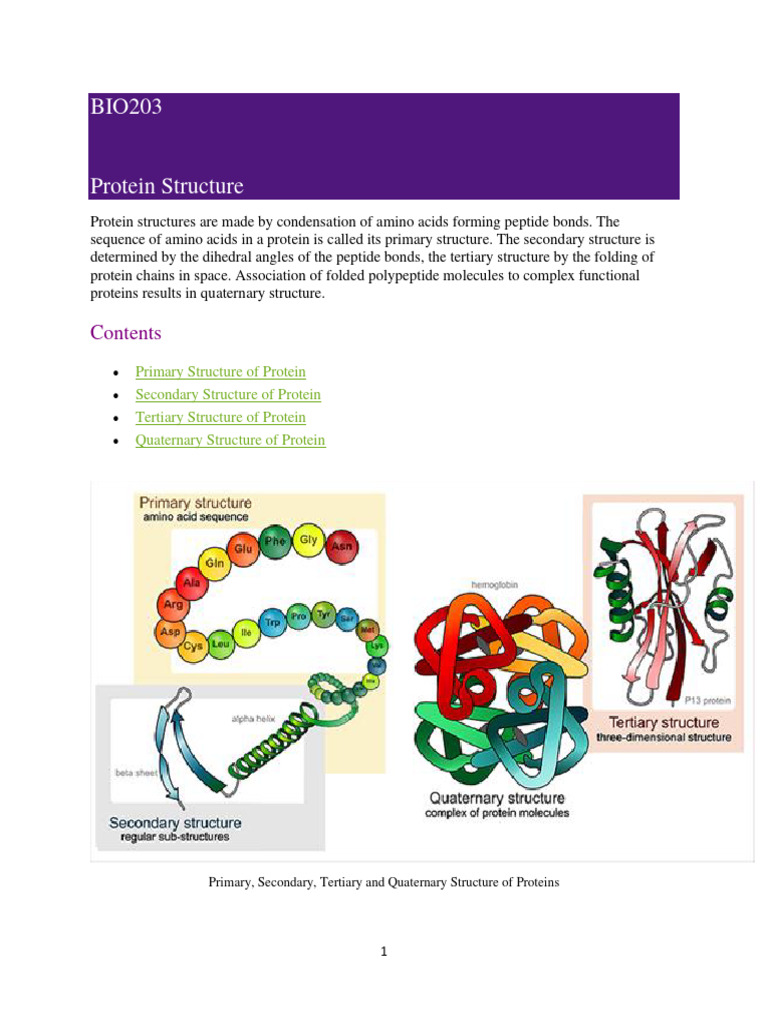 Bio203 Protein Structure | PDF | Protein Structure | Proteins
