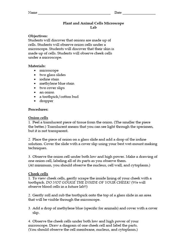 Onion Cheek Lab | PDF | Cell (Biology) | Staining