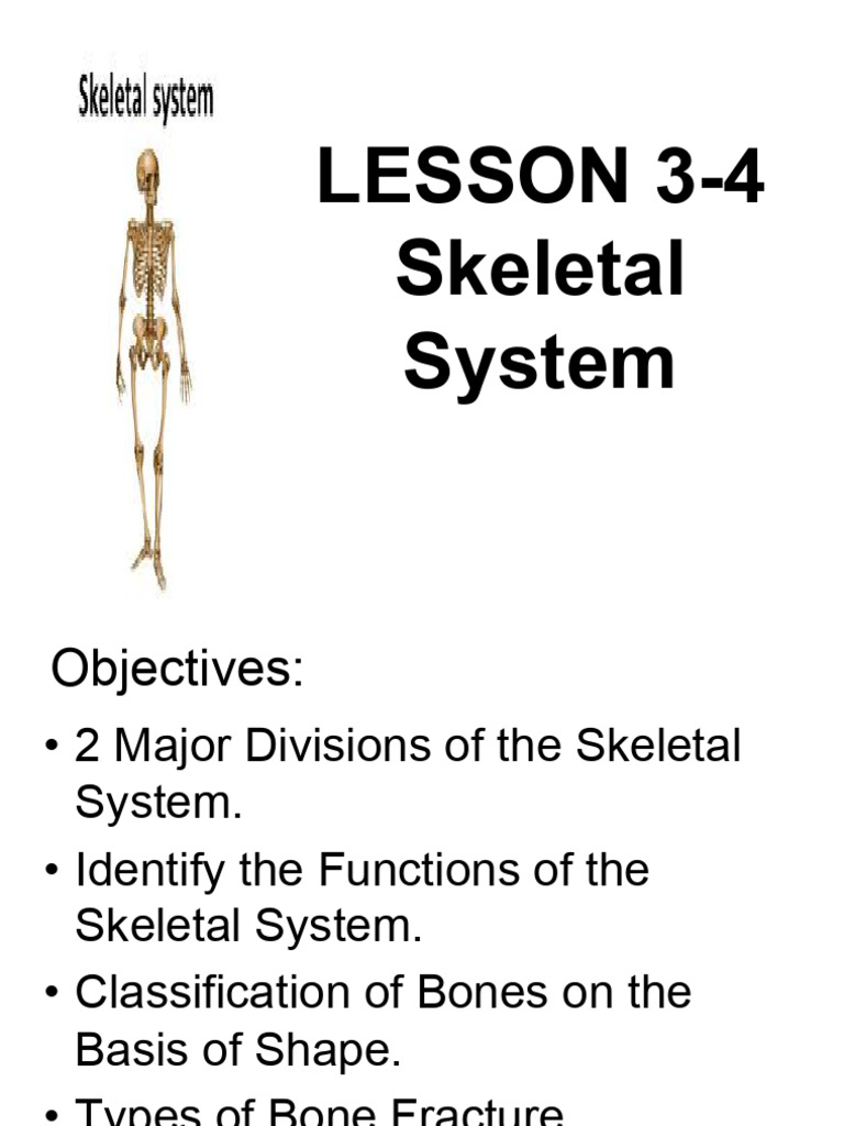 LESSON 3 4 Skeletal System PDF | PDF | Skeleton | Bone