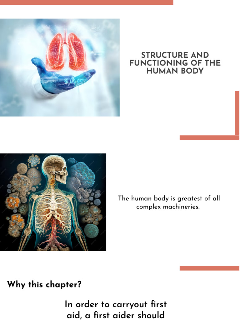 Human Body Structure and Functions | PDF | Muscle | Human Body