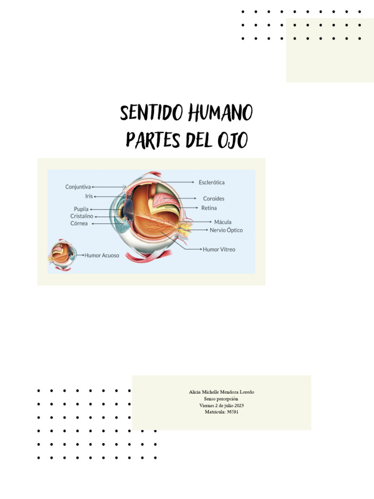 Partes Del Ojo | PDF | Ojo humano | Percepción visual