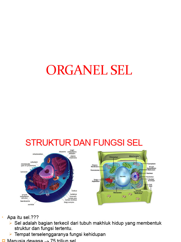 2 Struktur Sel | PDF | Griya & Taman | Kesehatan Holistik
