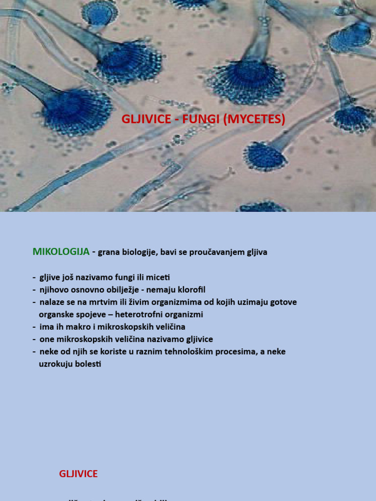 Gljivice - Fungi (Mycetes) | PDF