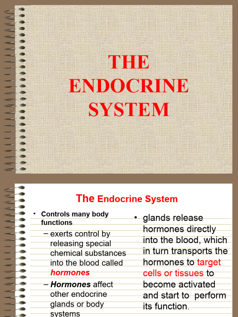 Endocrine System | PDF | Endocrine System | Pituitary Gland